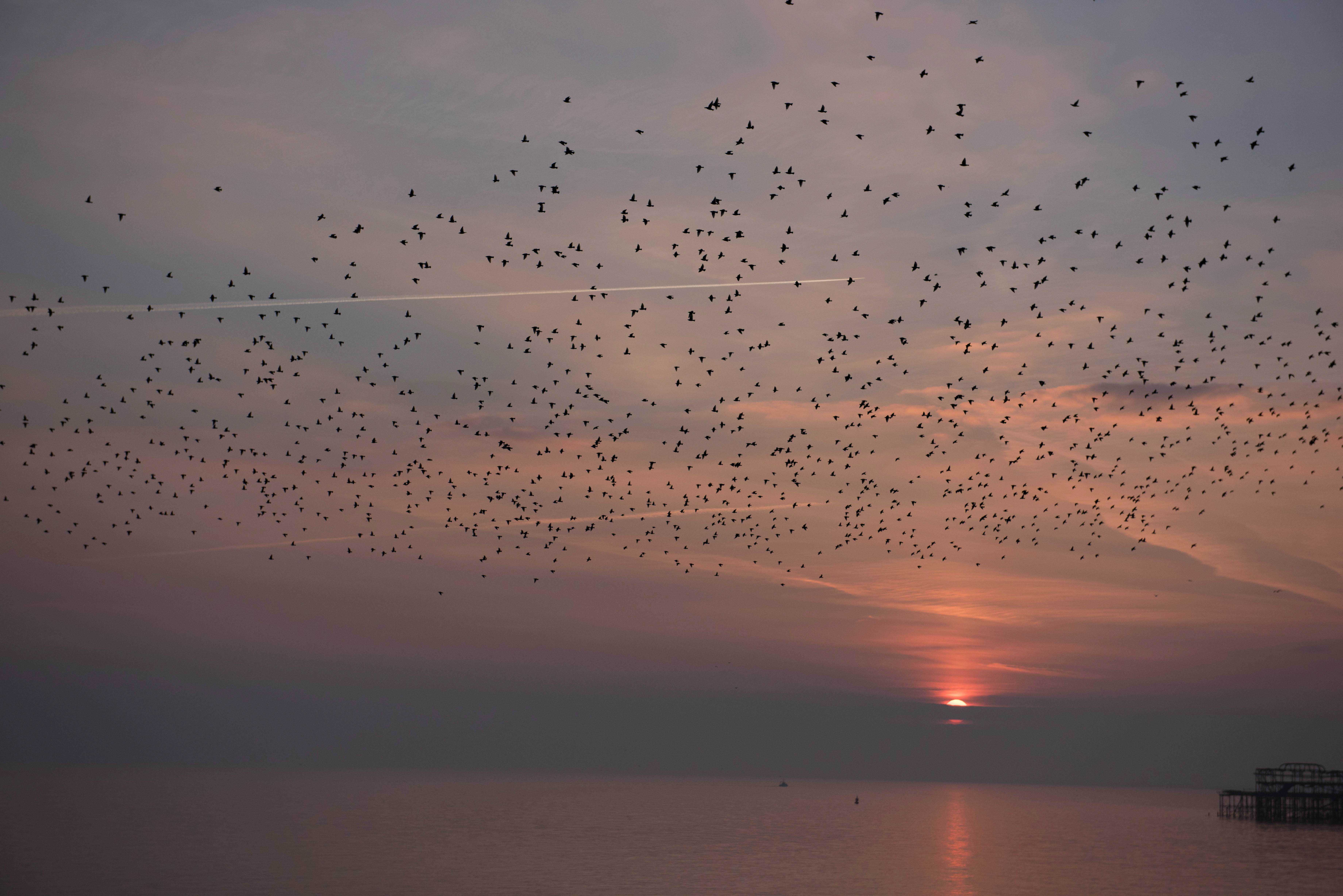 Brighton Murmurations – blossom and sunshine