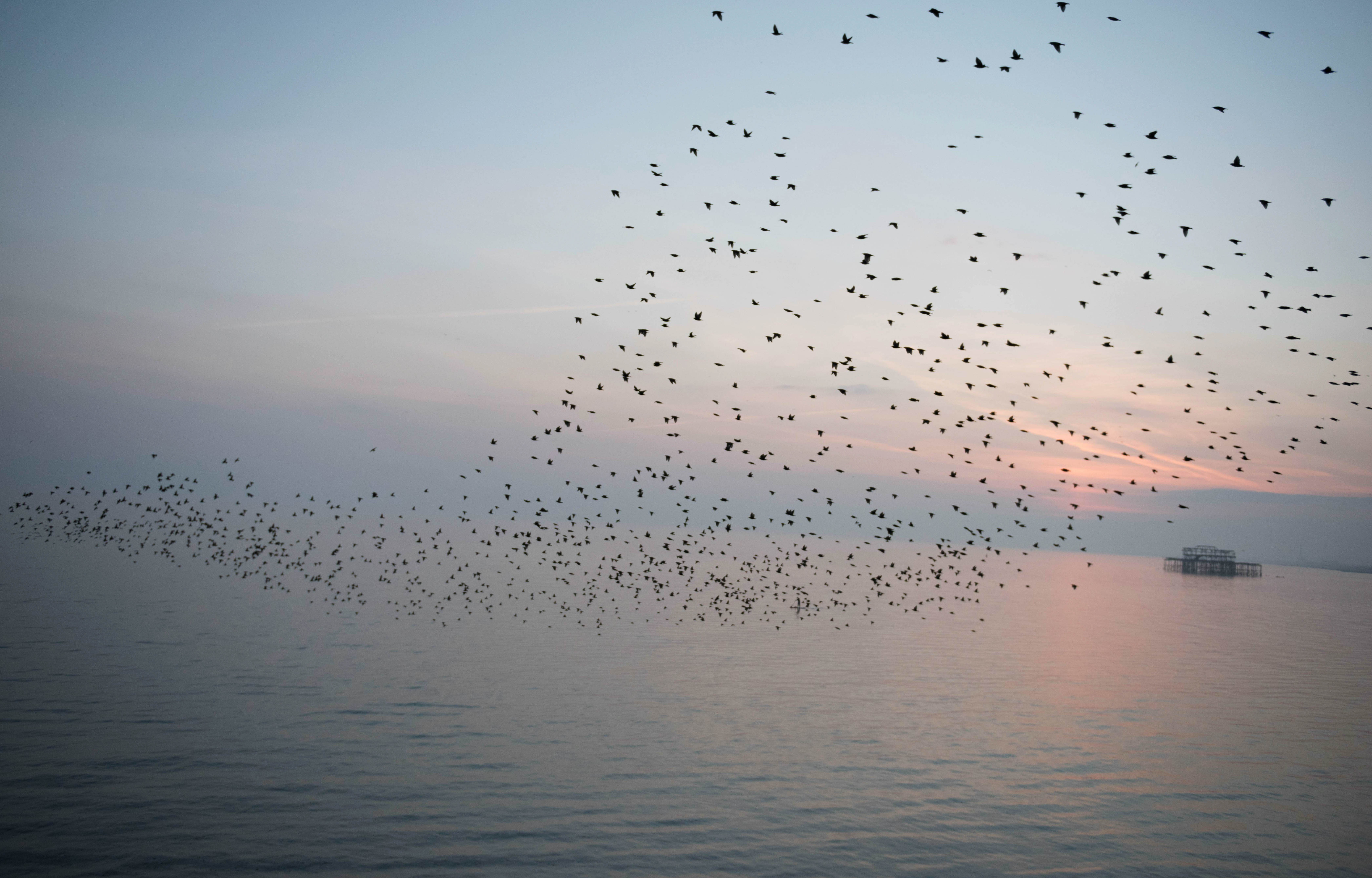 Brighton Murmurations – blossom and sunshine