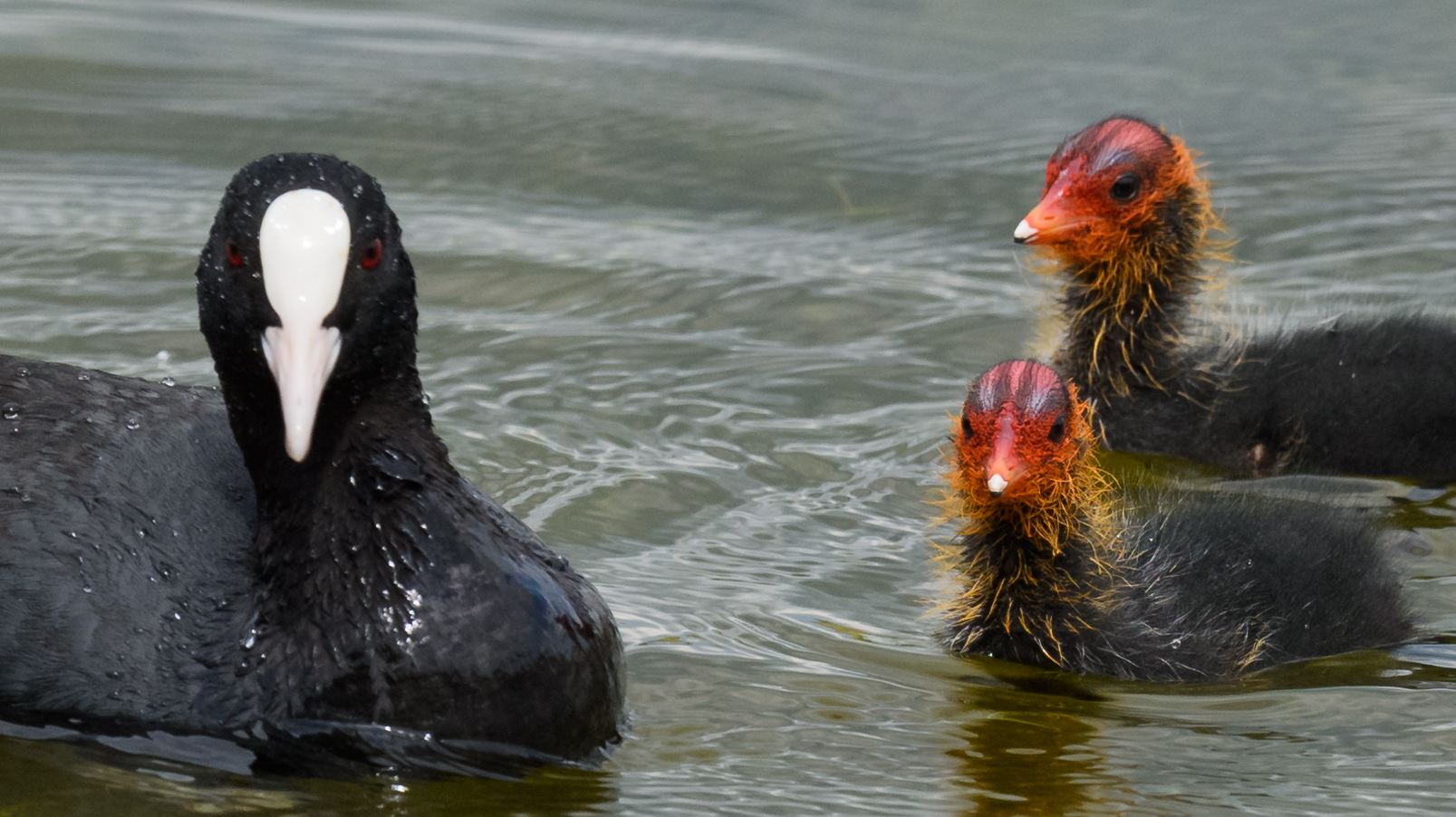 Mother Coot with babies…. – blossom and sunshine