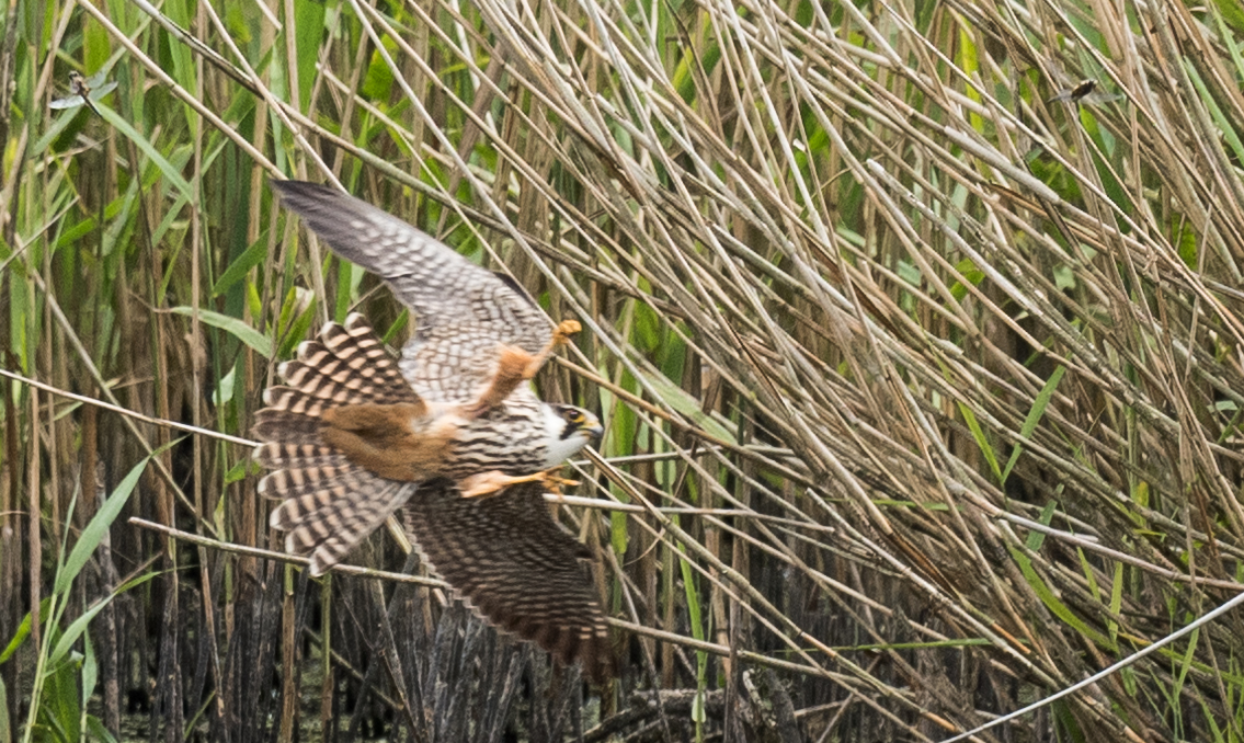 Hobby – blossom and sunshine
